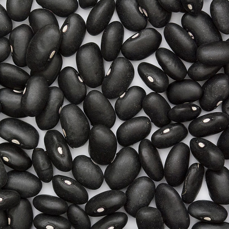 Bean, Dry - Black Turtle Bean - Photo Credit: Sanjay Acharya - St ...