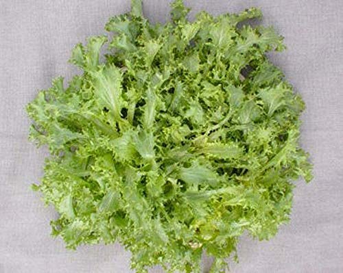 Endive - Green Curled Ruffec - St. Clare Heirloom Seeds